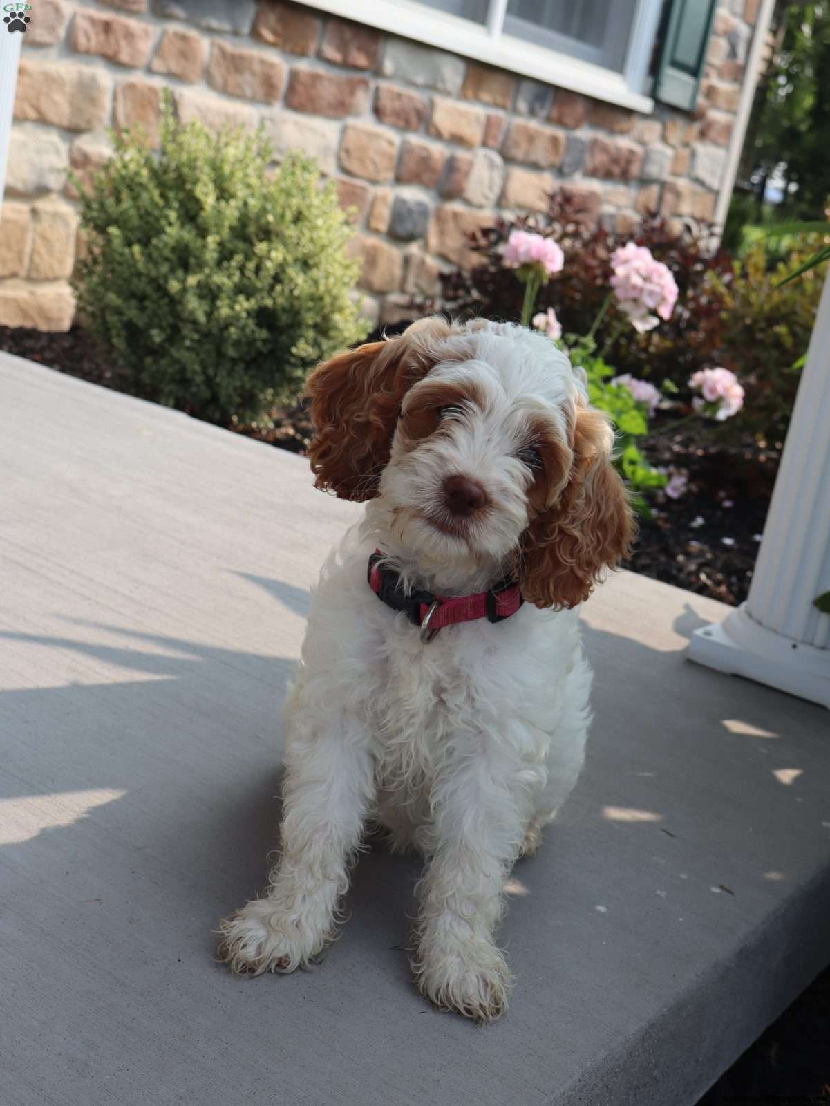 Misty - Cockapoo Puppy For Sale in Pennsylvania