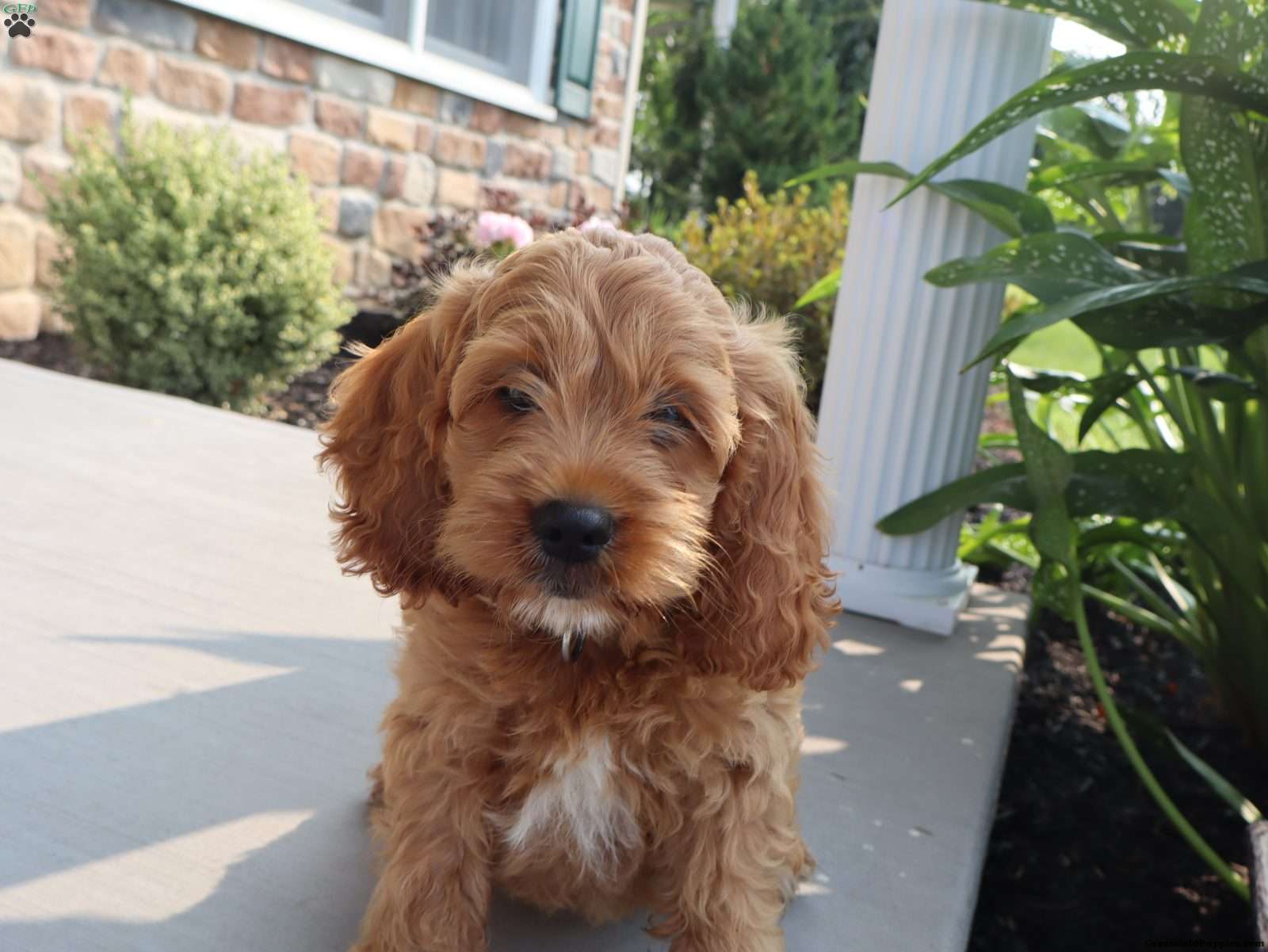 Miles - Cockapoo Puppy For Sale in Pennsylvania