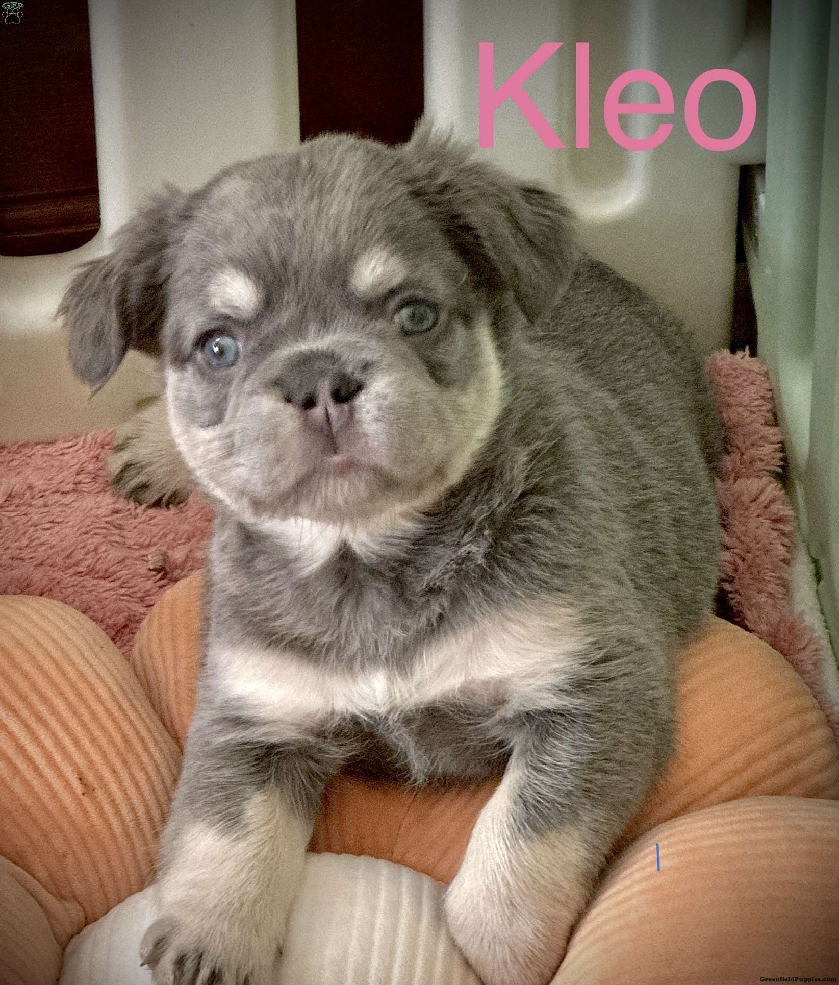 Kleo - French Bulldog Puppy For Sale in Pennsylvania