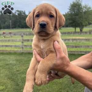 Fox Red Labrador Retriever Puppies for Sale - Greenfield Puppies