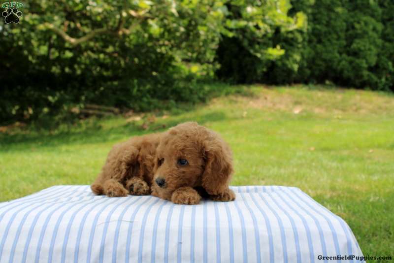 Isabella - Mini Goldendoodle Puppy For Sale in Pennsylvania