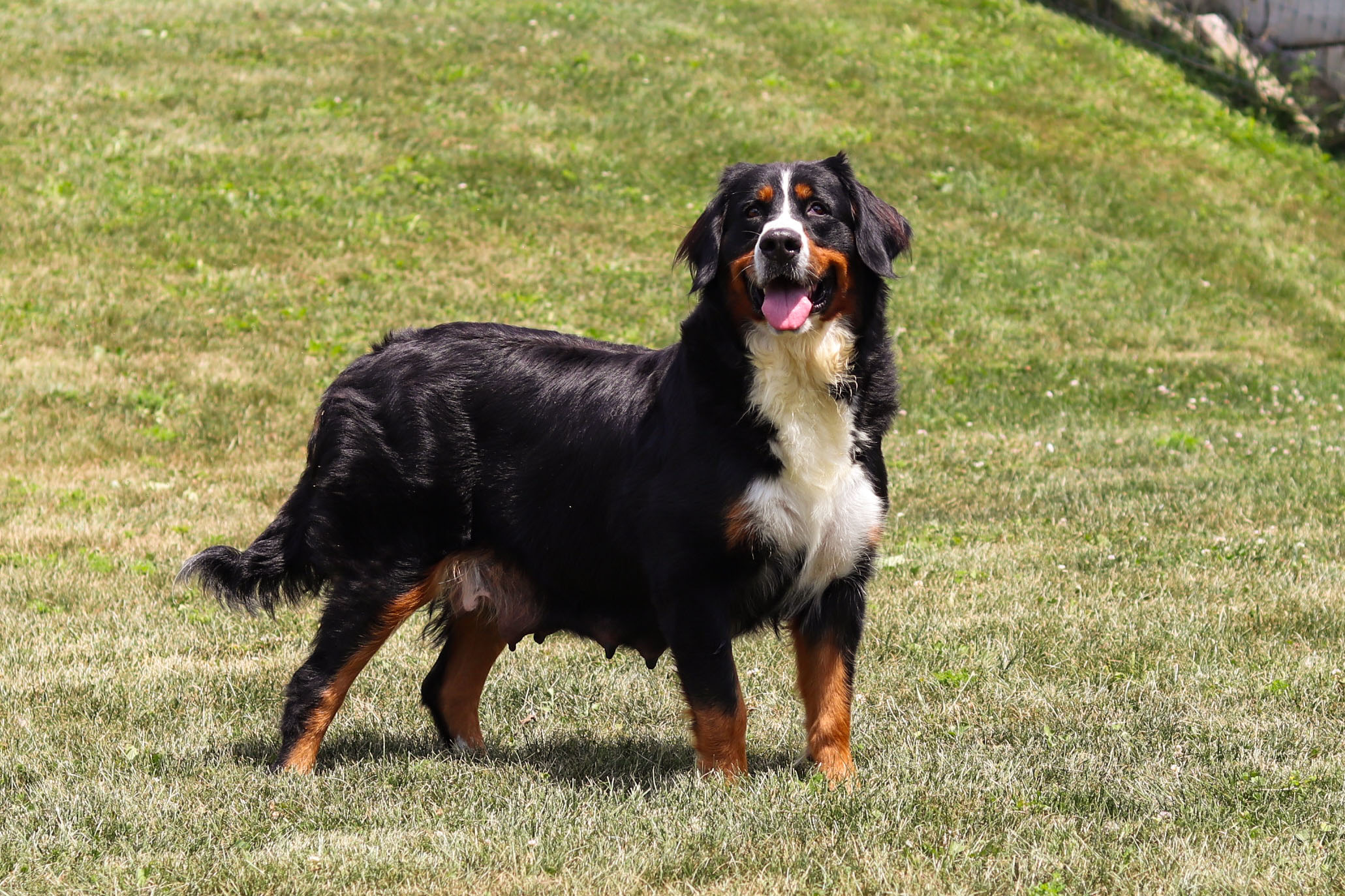 Grover - Mini Bernedoodle Puppy For Sale in Ohio