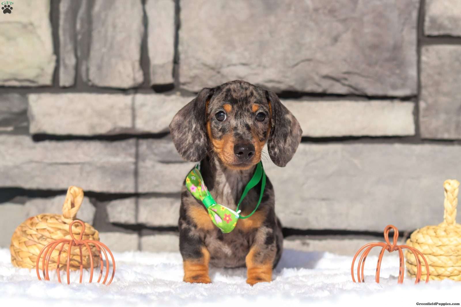 Jackson - Dachshund Puppy For Sale in Ohio