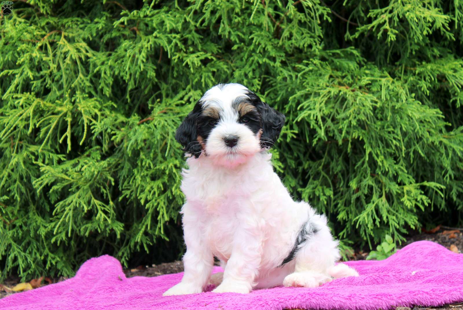 Kai - Cockapoo Puppy For Sale in Pennsylvania