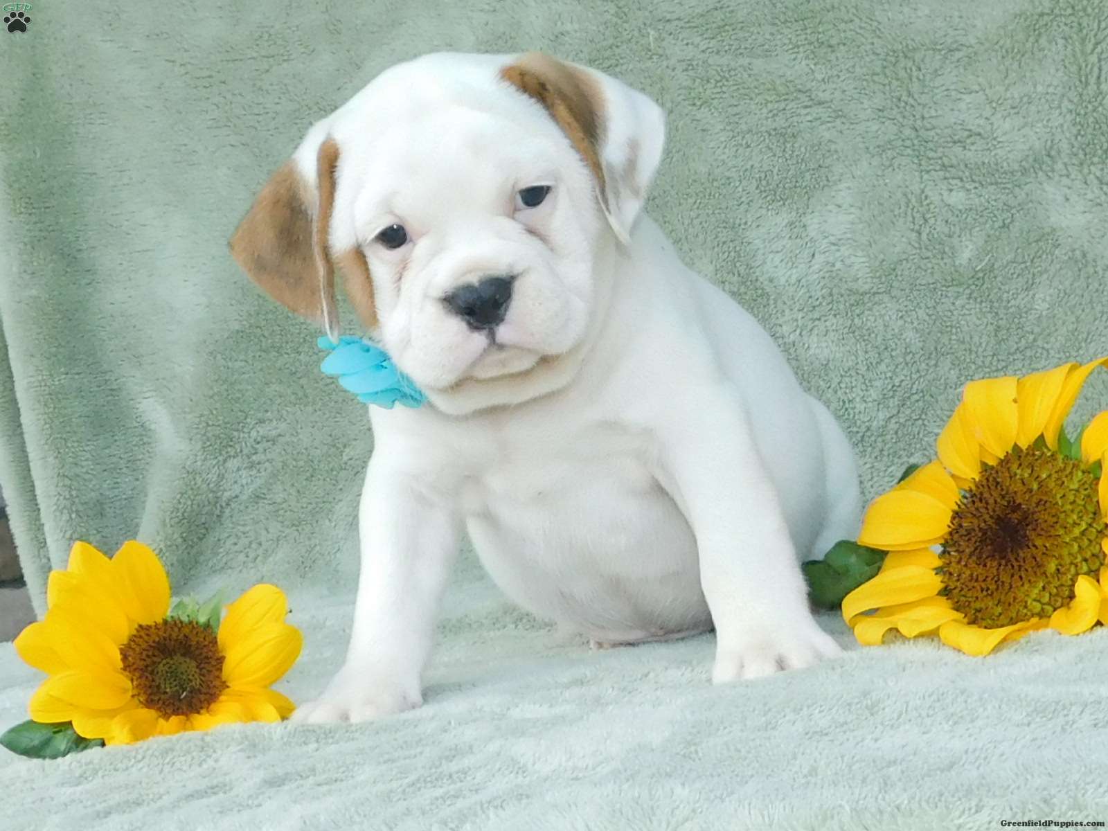 Leo - Miniature Bulldog Puppy For Sale in Ohio