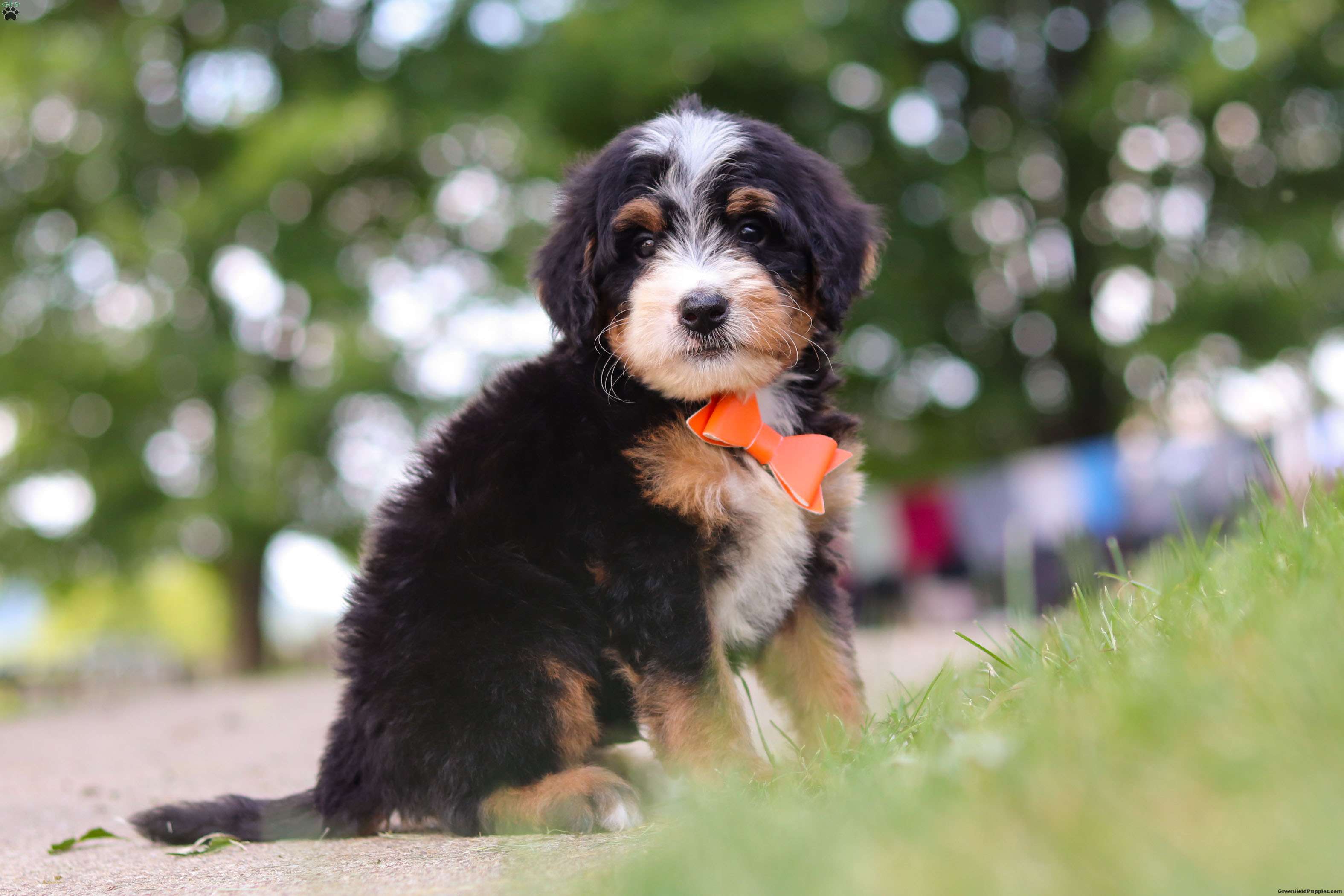 Major Tom - Mini Bernedoodle Puppy For Sale in Ohio