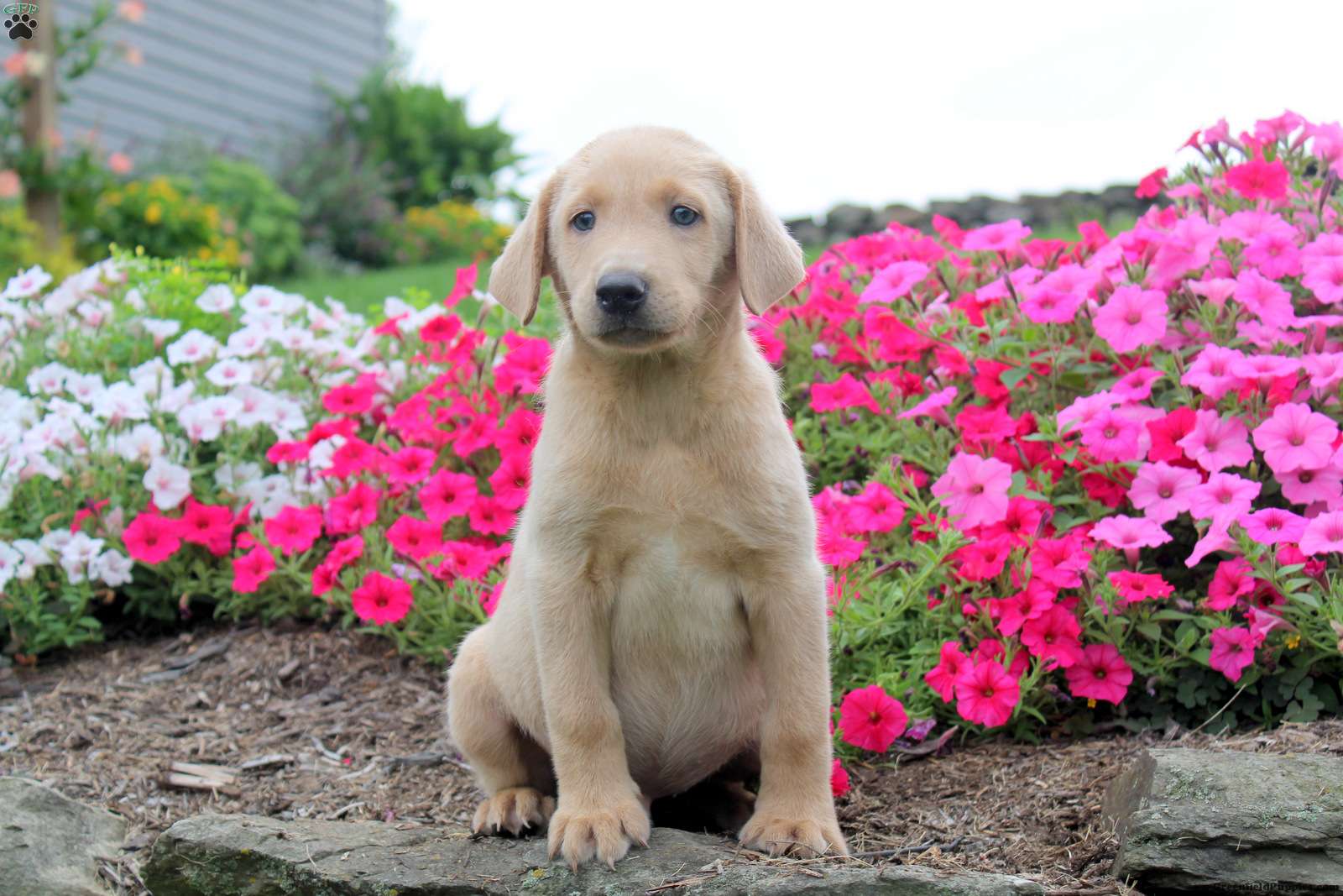 Milo - Yellow Labrador Retriever Puppy For Sale in Pennsylvania