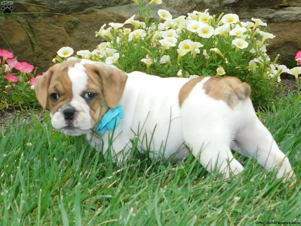 Oliver - Miniature Bulldog Puppy For Sale in Ohio