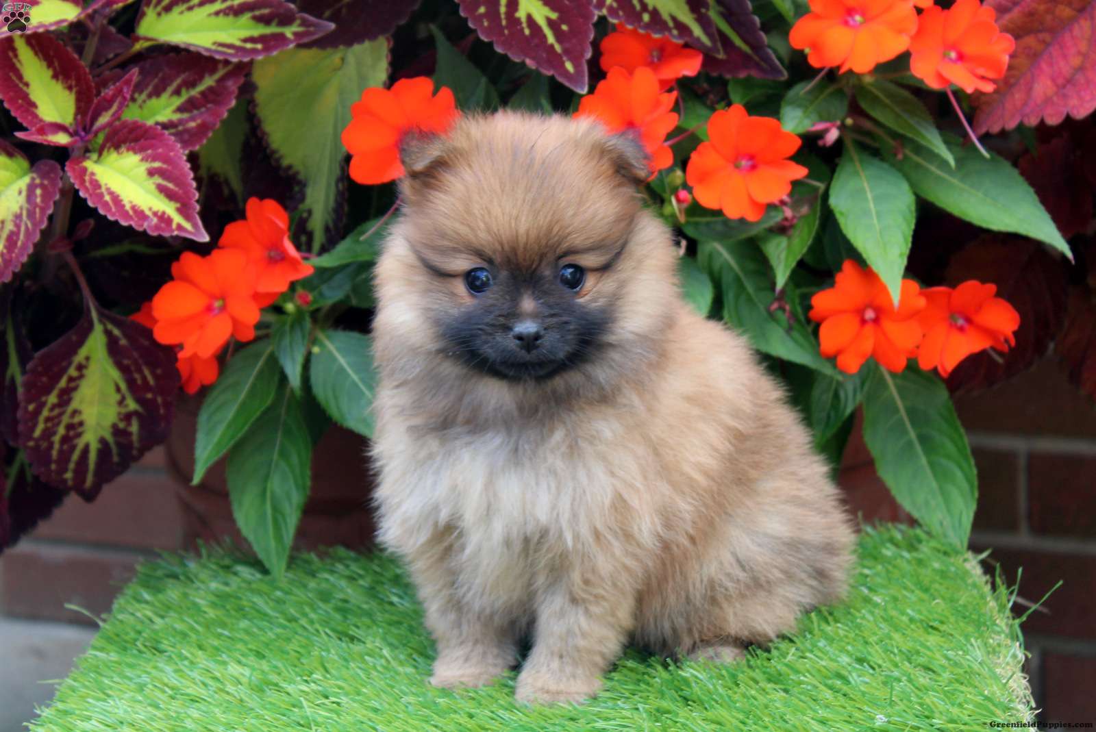 Peanut Butter Cup - Pomeranian Puppy For Sale in Pennsylvania