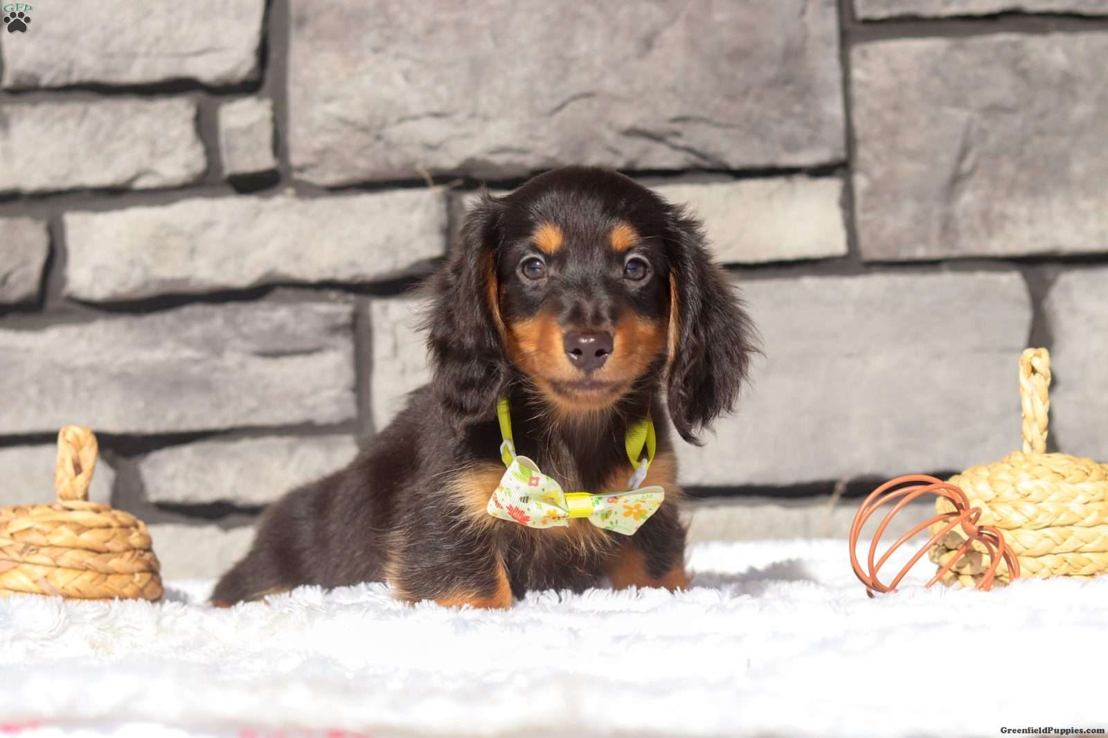 Scott - Dachshund Puppy For Sale in Ohio