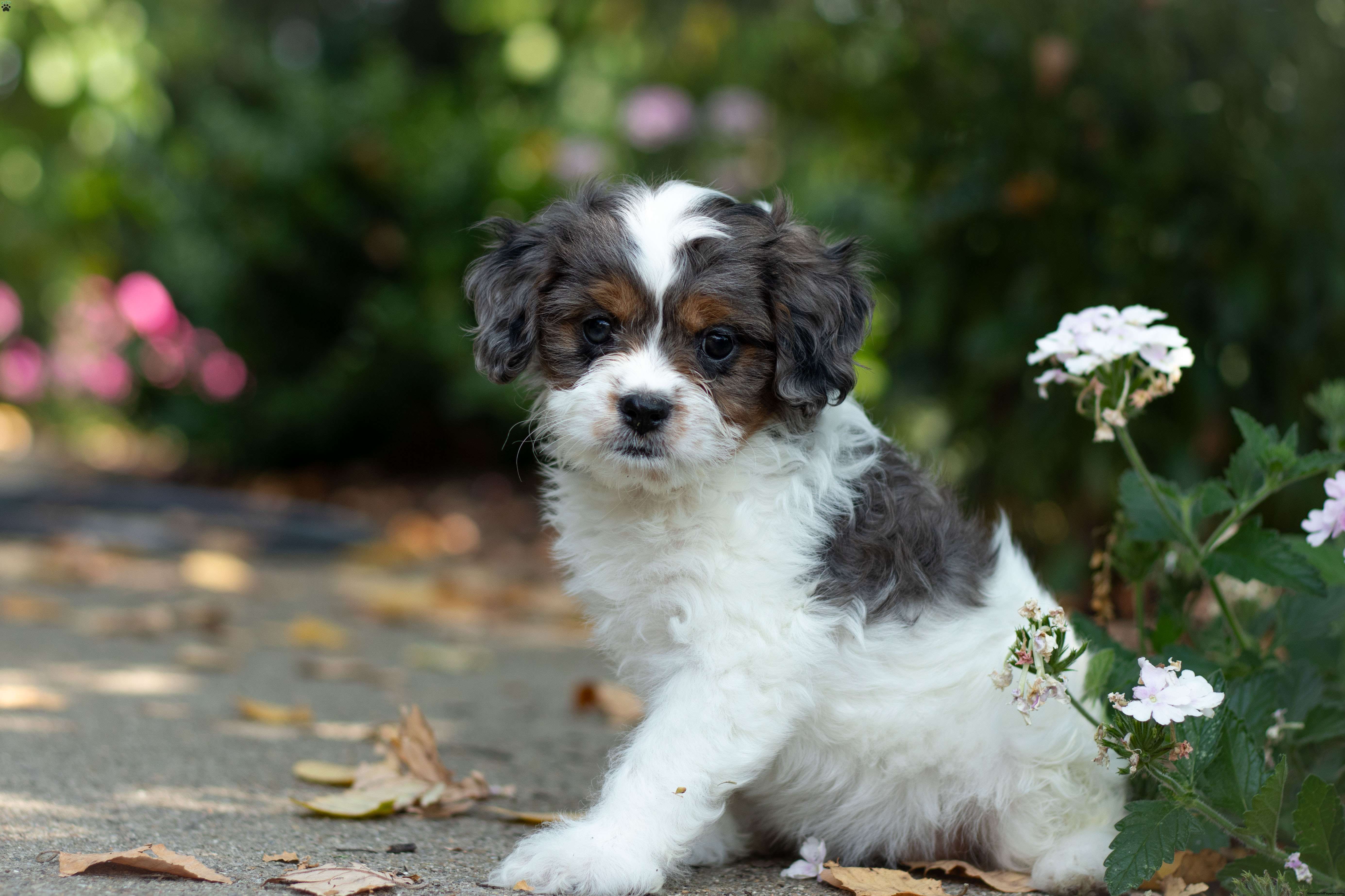 Sunshine - Cavapoo Puppy For Sale in Ohio