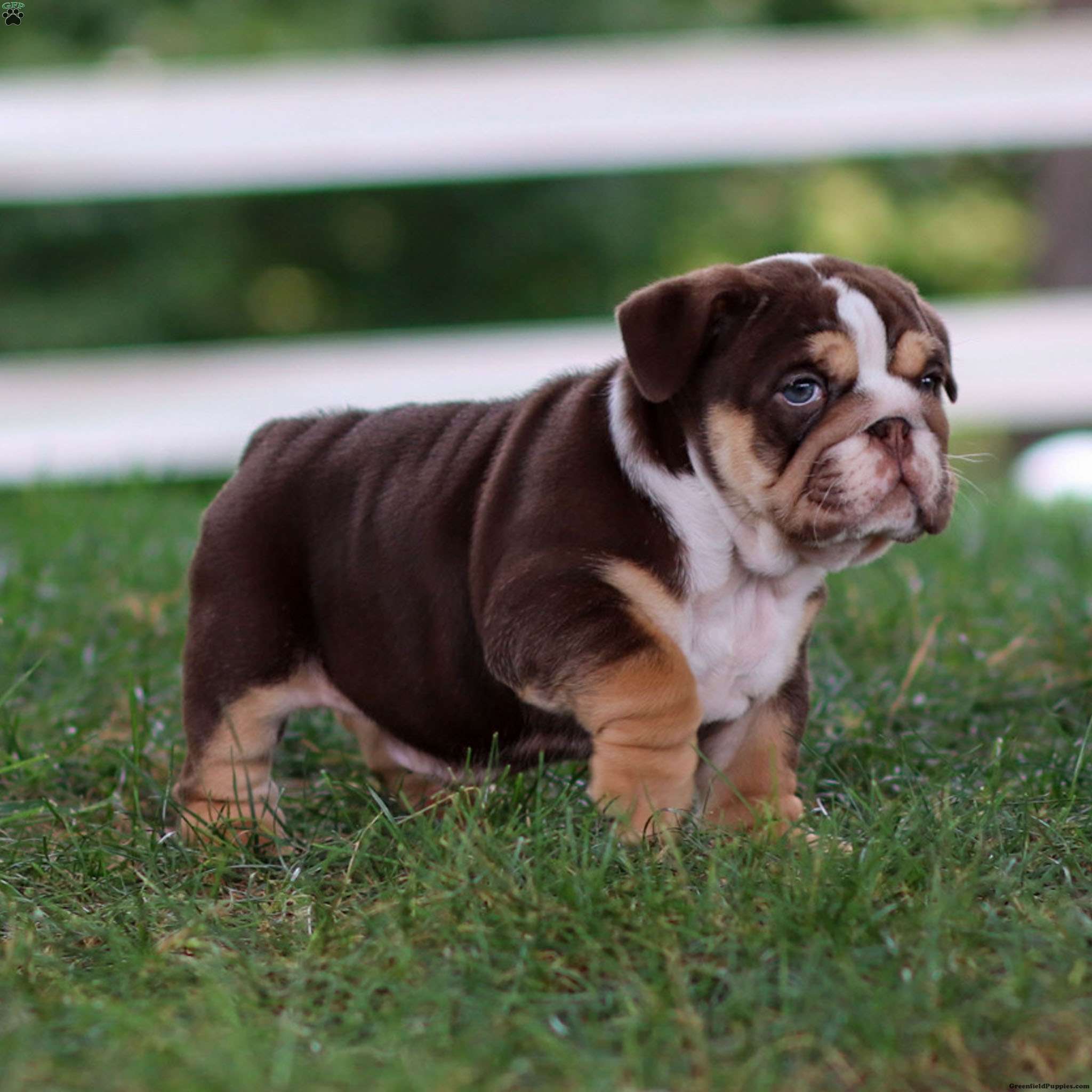 Theo - English Bulldog Puppy For Sale in Pennsylvania