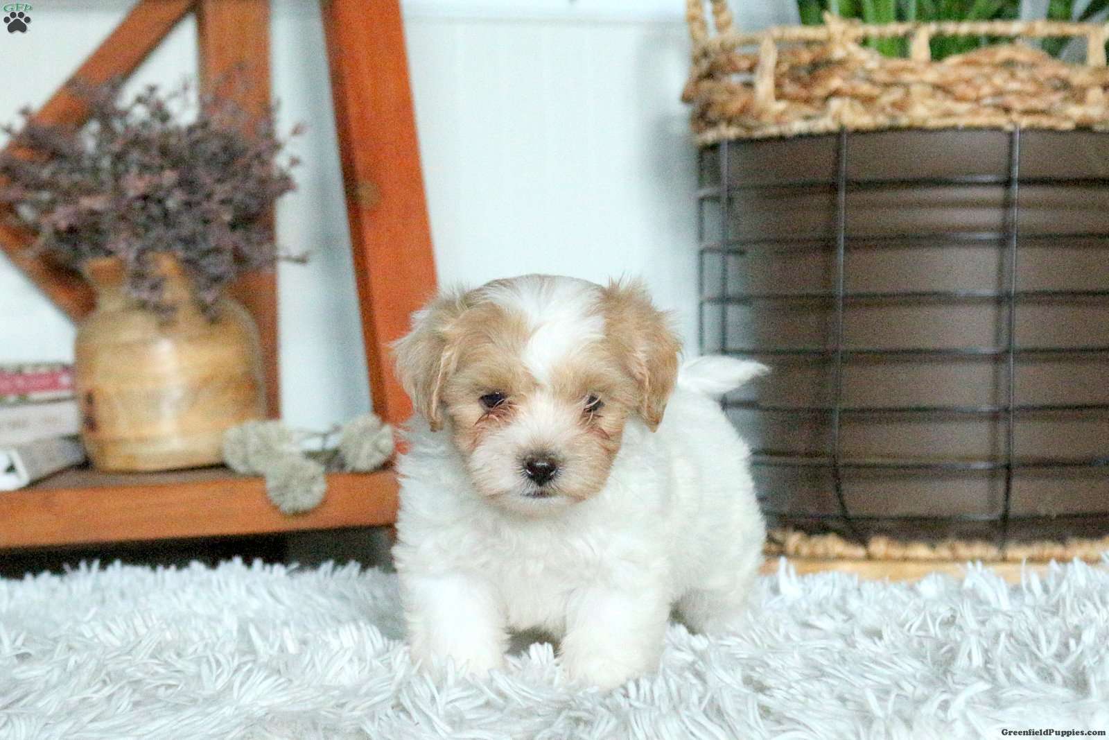 Toby - Forever Puppy For Sale in Pennsylvania