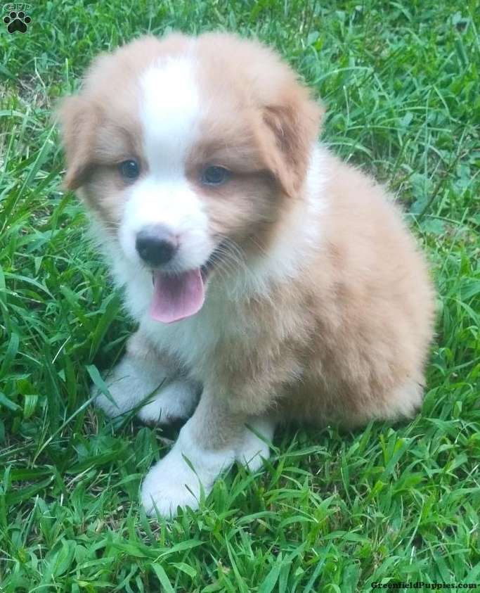 Milo - Australian Shepherd Puppy For Sale in Pennsylvania