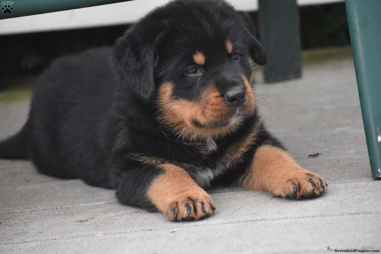 Axel - Rottweiler Mix Puppy For Sale in Pennsylvania