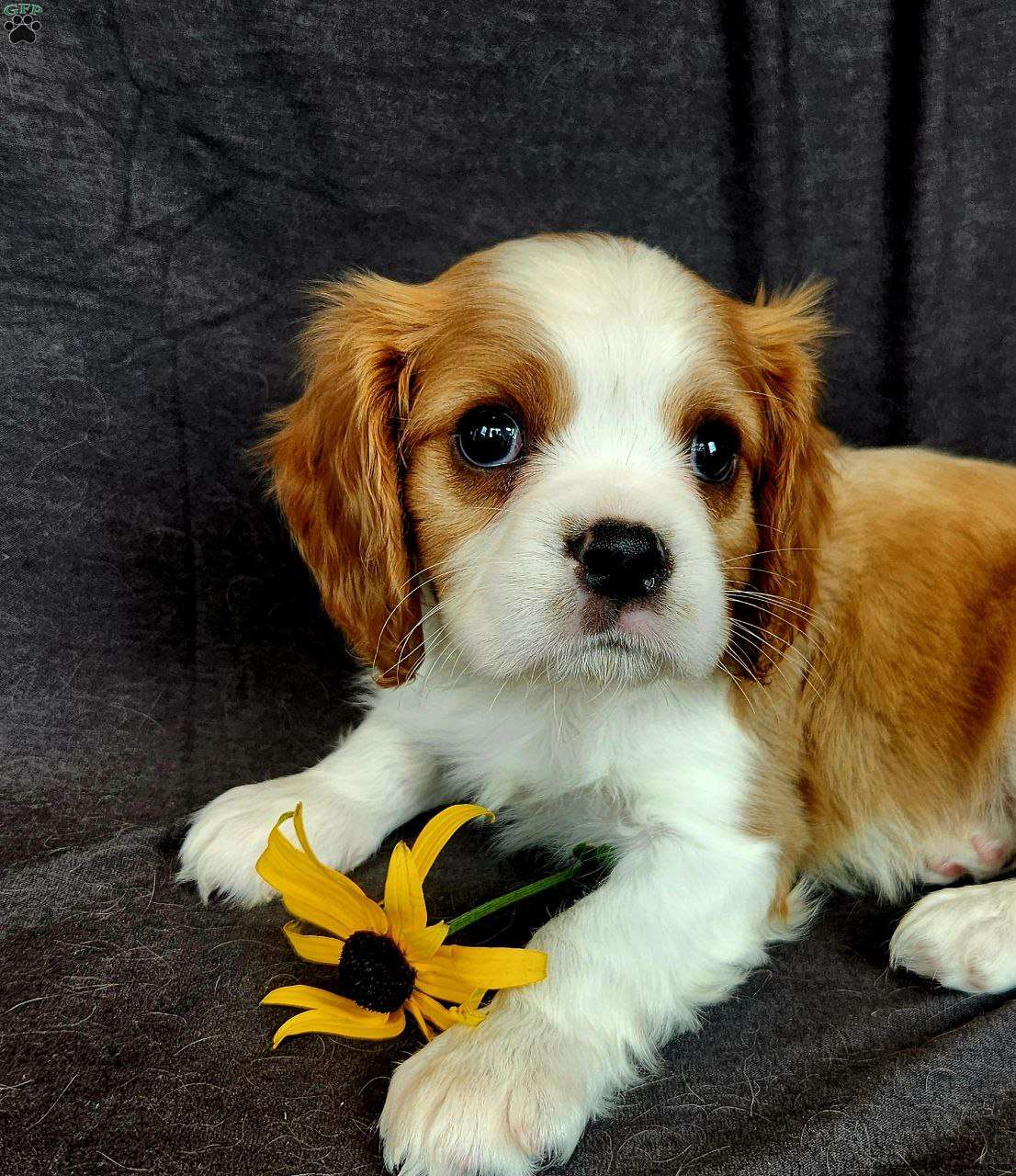 Mr Huckabuck - Cavalier King Charles Spaniel Puppy For Sale in Pennsylvania