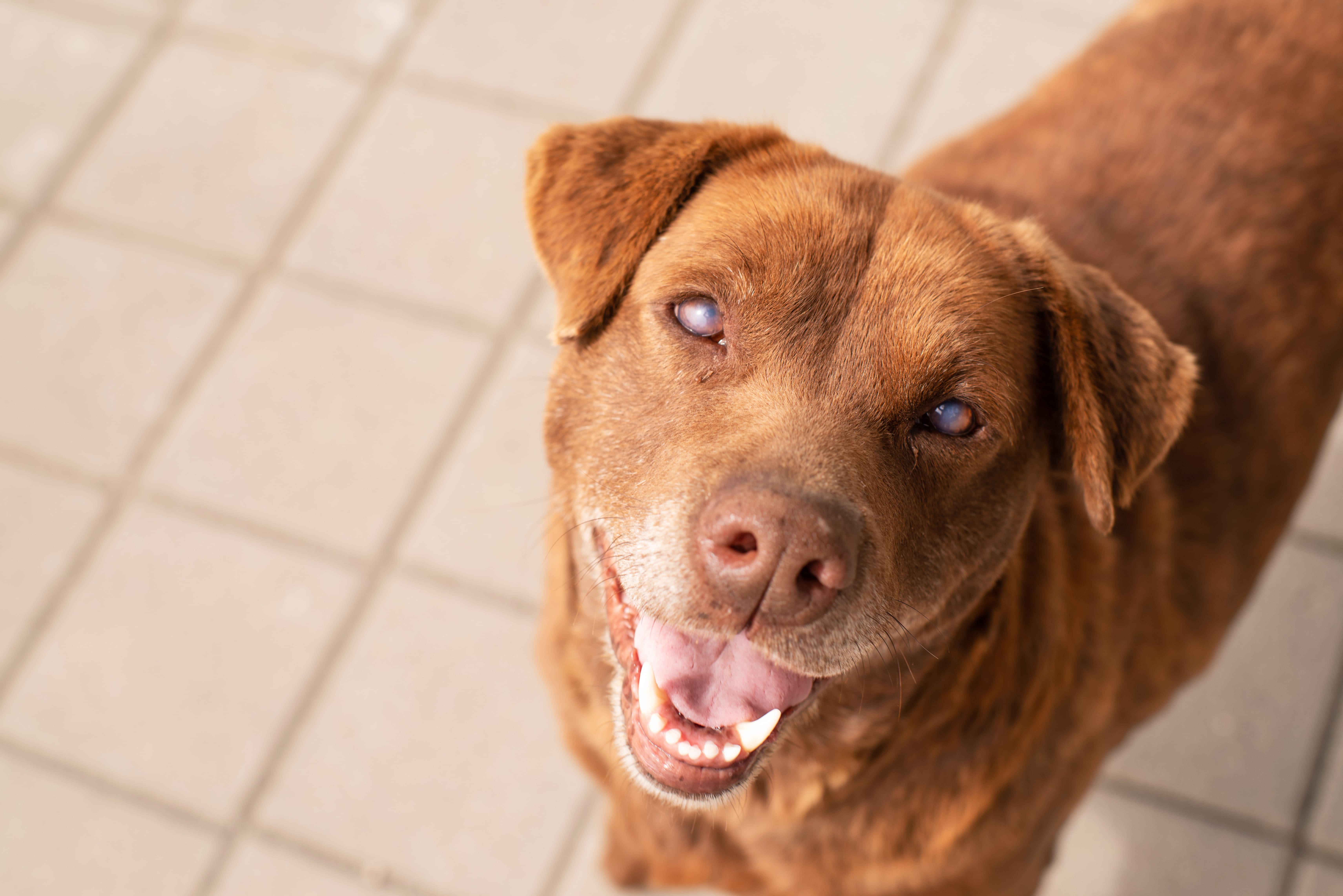 Why Are My Dog's Eyes Cloudy?