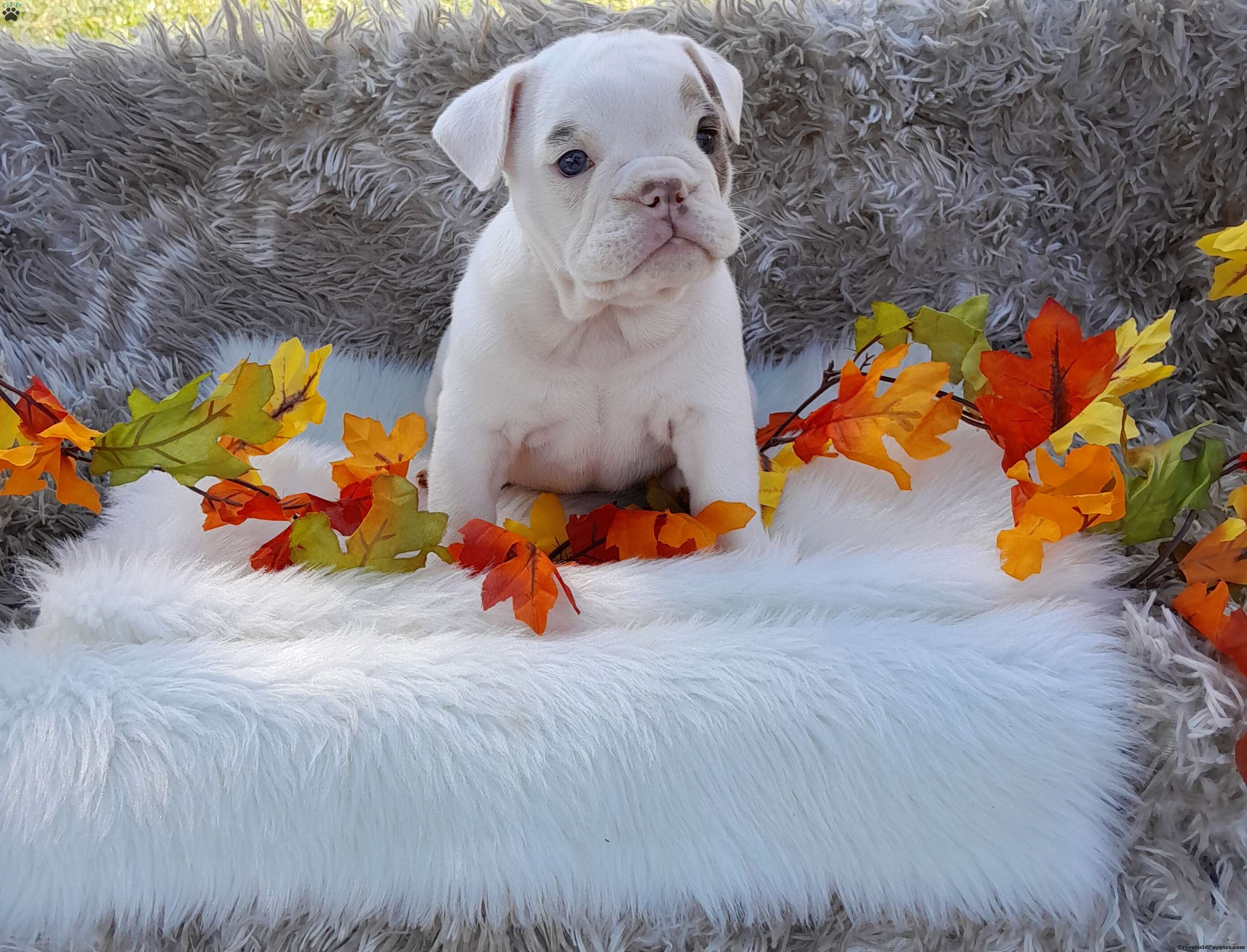 Miss Cinnamon - English Bulldog Puppy For Sale in Pennsylvania