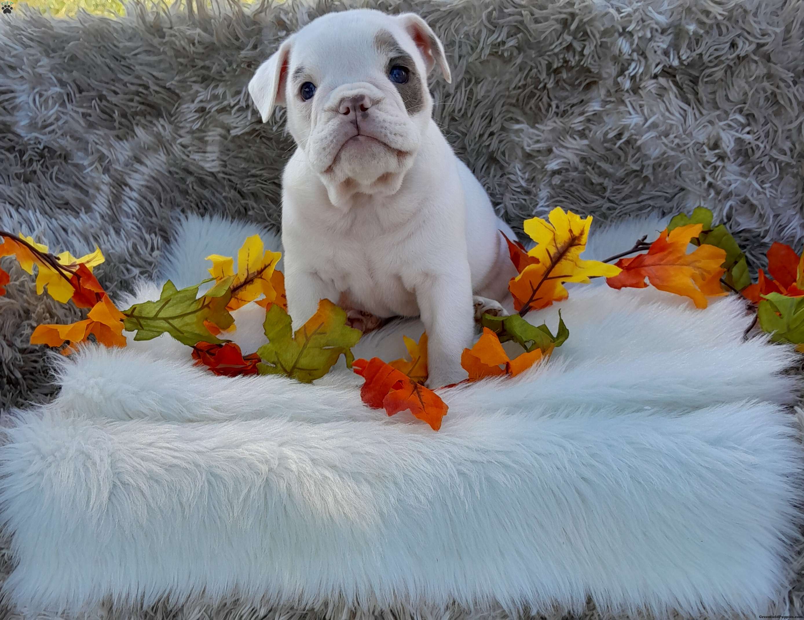 Miss Cinnamon - English Bulldog Puppy For Sale in Pennsylvania