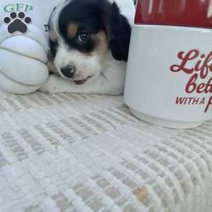 Poogle Puppies For Sale | Greenfield Puppies
