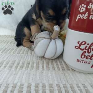 Poogle Puppies For Sale | Greenfield Puppies