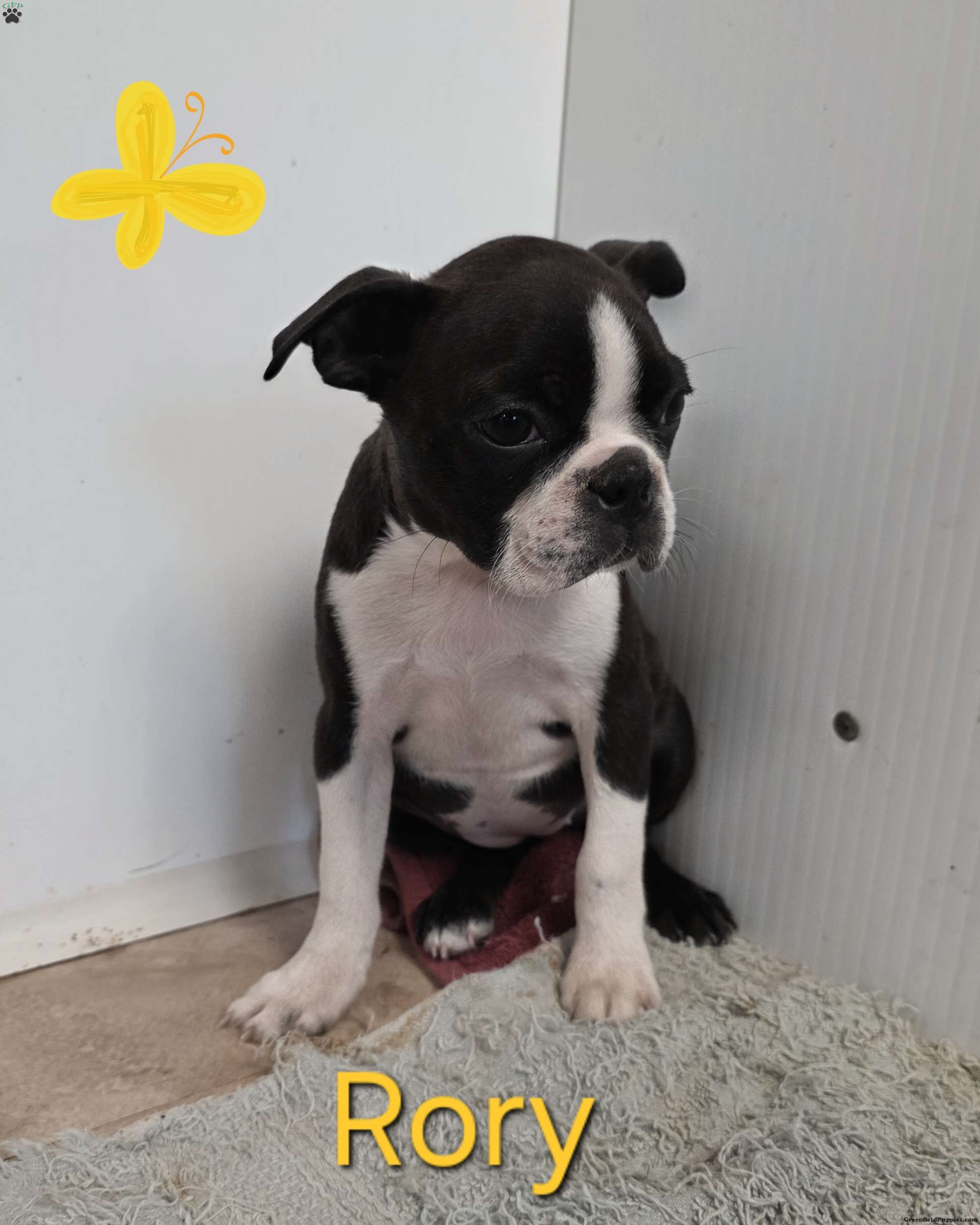 Rory - Boston Terrier Puppy For Sale in Pennsylvania