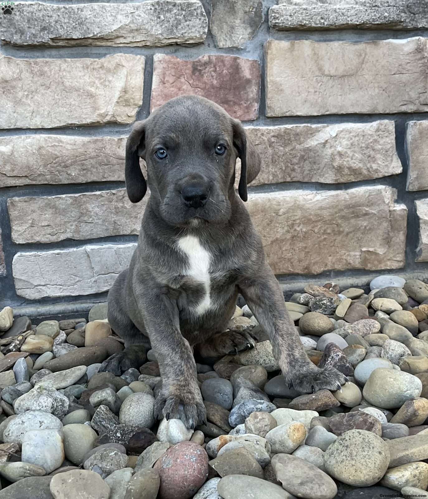 Beck - Great Dane Puppy For Sale in Ohio