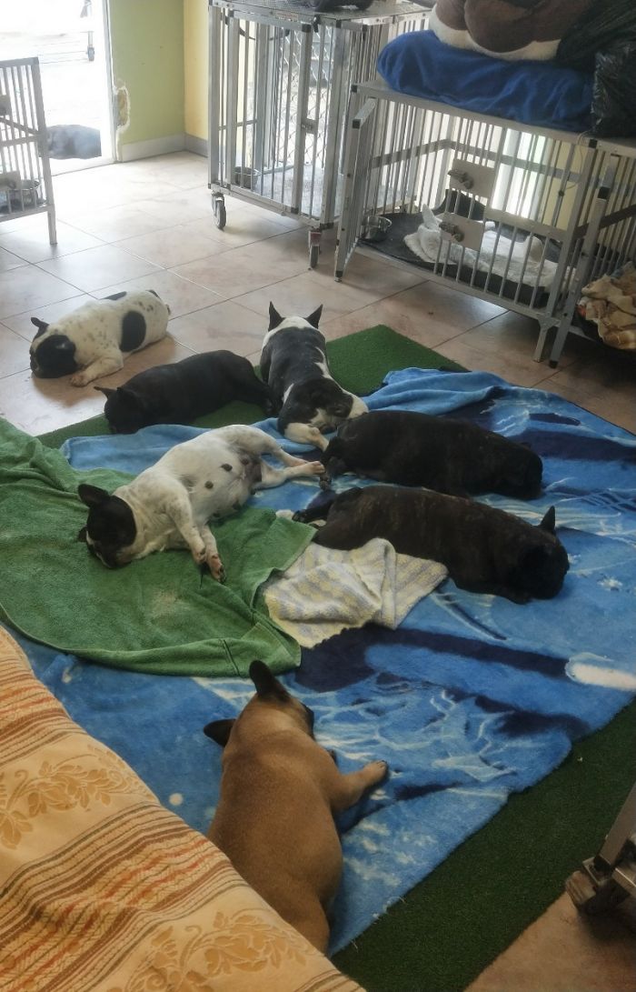 Matthew John Riechers - Greenfield Puppies