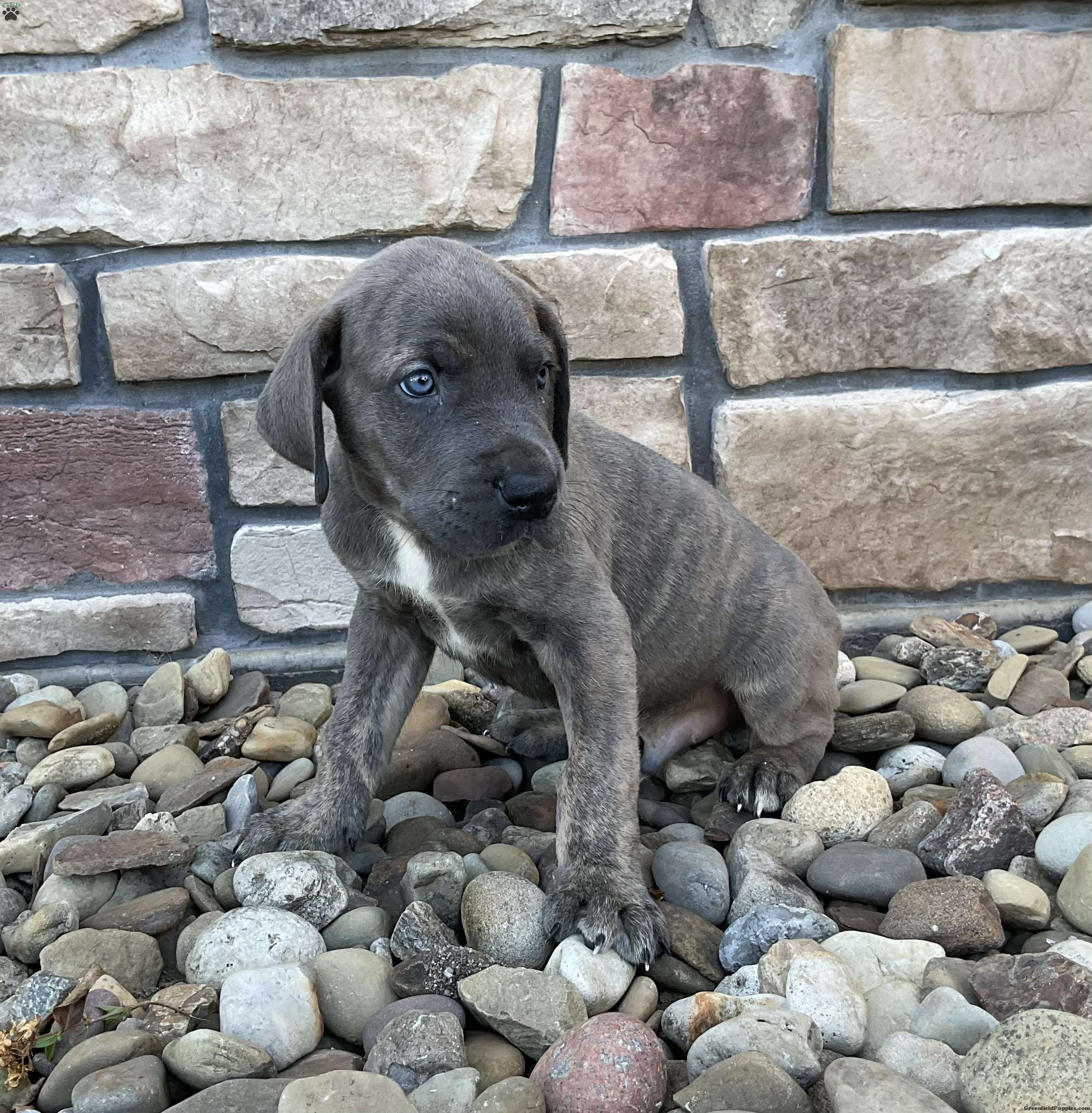 Beck - Great Dane Puppy For Sale in Ohio