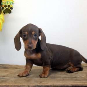 Puppies For Sale From Gold Standard Breeders