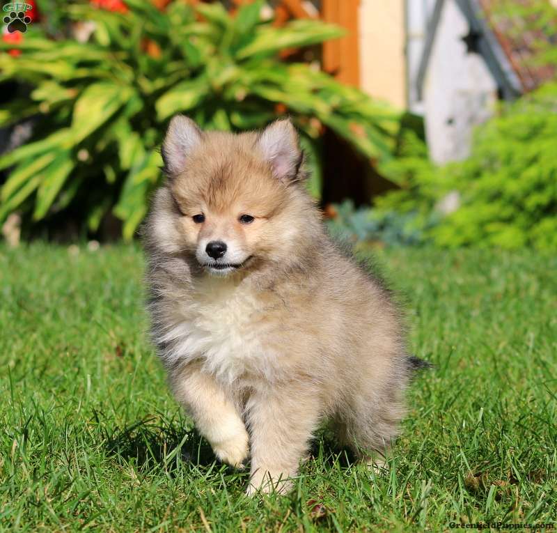 Arnie - Pomeranian Mix Puppy For Sale in Pennsylvania