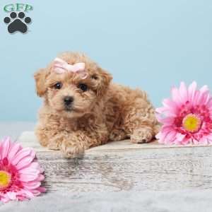 Bich-poo Puppies For Sale - Greenfield Puppies