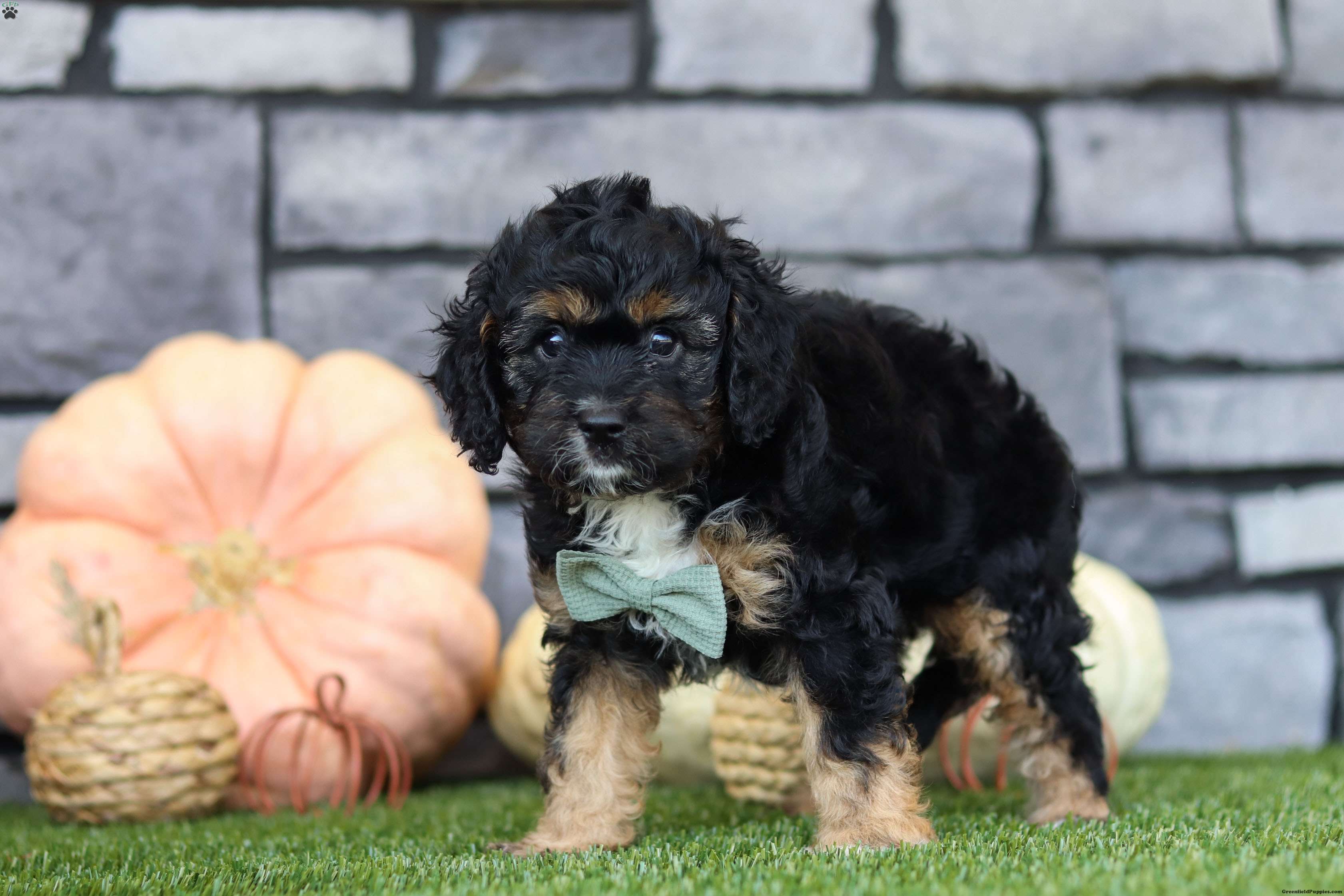 Buddy - Cavapoo Puppy For Sale in Ohio