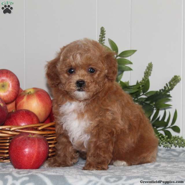 Buzz - Forever Puppy For Sale in Pennsylvania