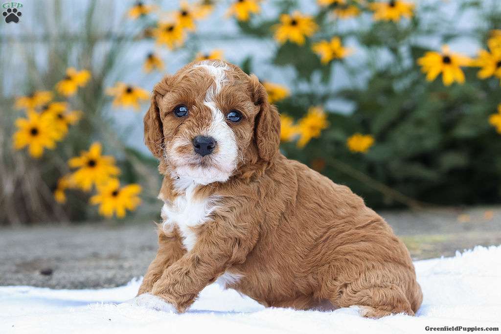 Carli F1B - Cavapoo Puppy For Sale in Pennsylvania