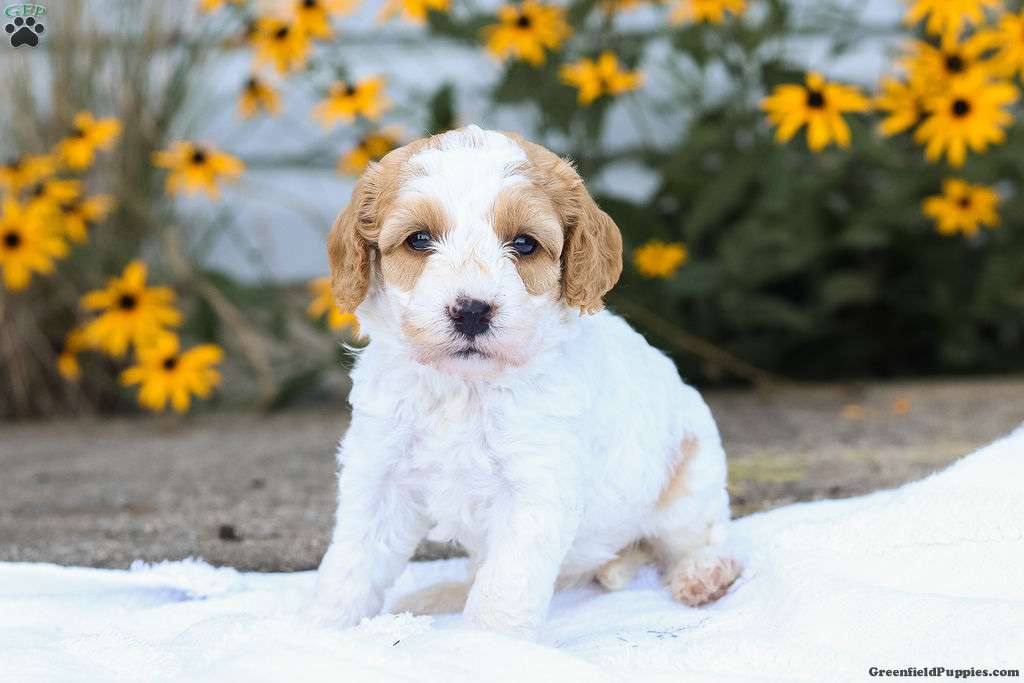 Cassie F1B - Cavapoo Puppy For Sale in Pennsylvania