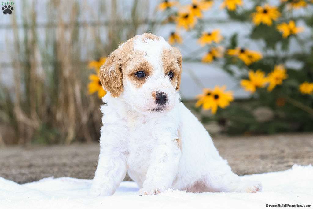 Cindy F1B - Cavapoo Puppy For Sale in Pennsylvania