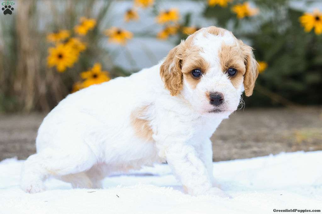 Cindy F1B - Cavapoo Puppy For Sale in Pennsylvania