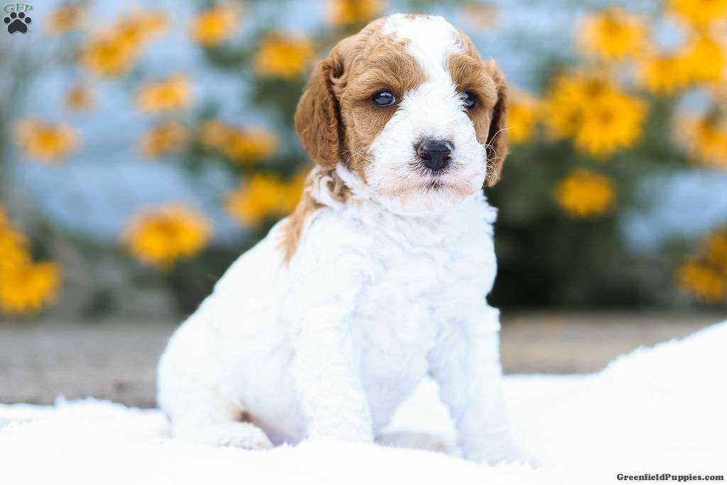 Conner F1B - Cavapoo Puppy For Sale in Pennsylvania