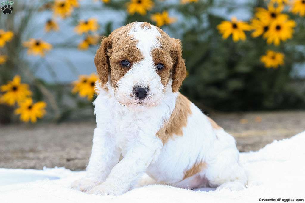 Conner F1B - Cavapoo Puppy For Sale in Pennsylvania