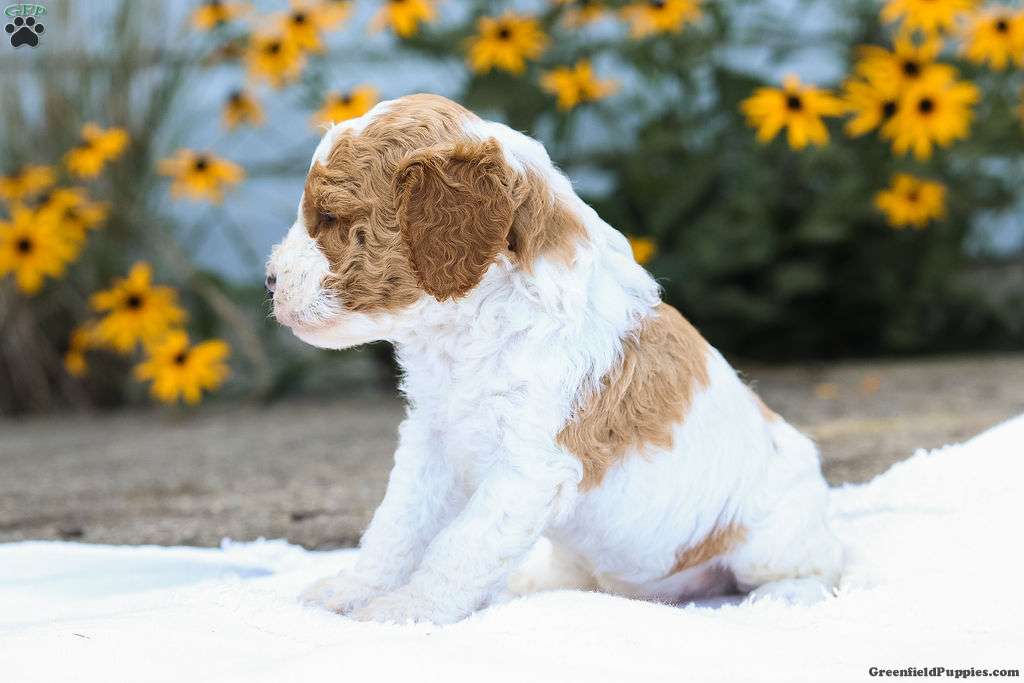 Conner F1B - Cavapoo Puppy For Sale in Pennsylvania