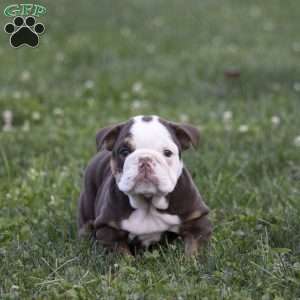 English Bulldog Puppies For Sale - Greenfield Puppies
