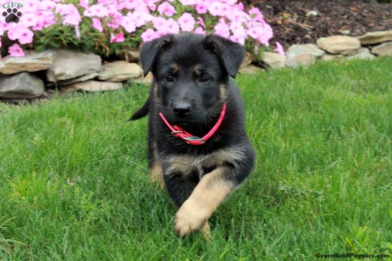 Daisy - German Shepherd Puppy For Sale in Pennsylvania