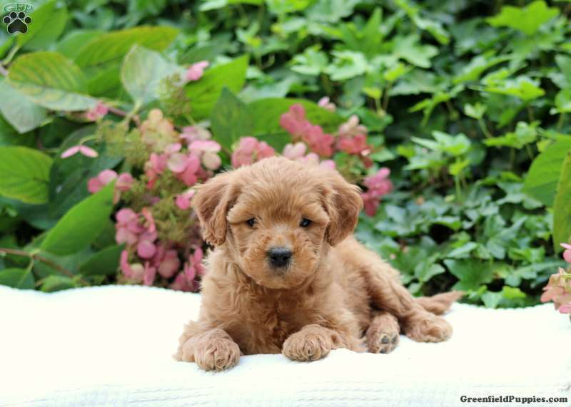 Dasiy F1B - Mini Goldendoodle Puppy For Sale in Pennsylvania