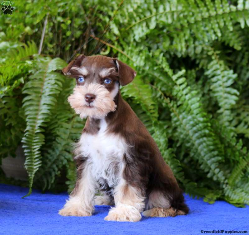 Darla - Miniature Schnauzer Puppy For Sale in Pennsylvania