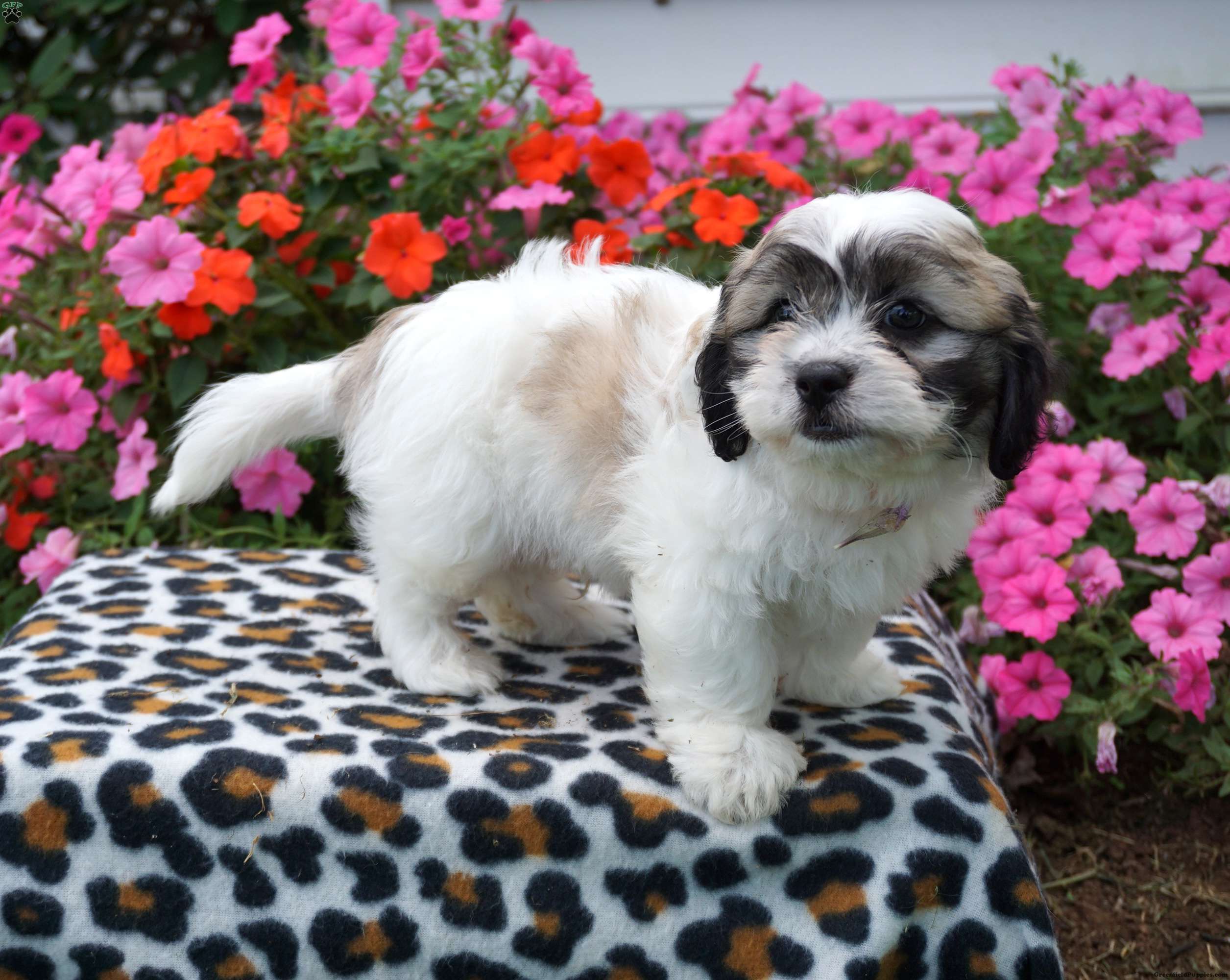 Dexter - Teddy Bear Puppy For Sale in Virginia