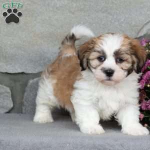 Puppies For Sale From Gold Standard Breeders