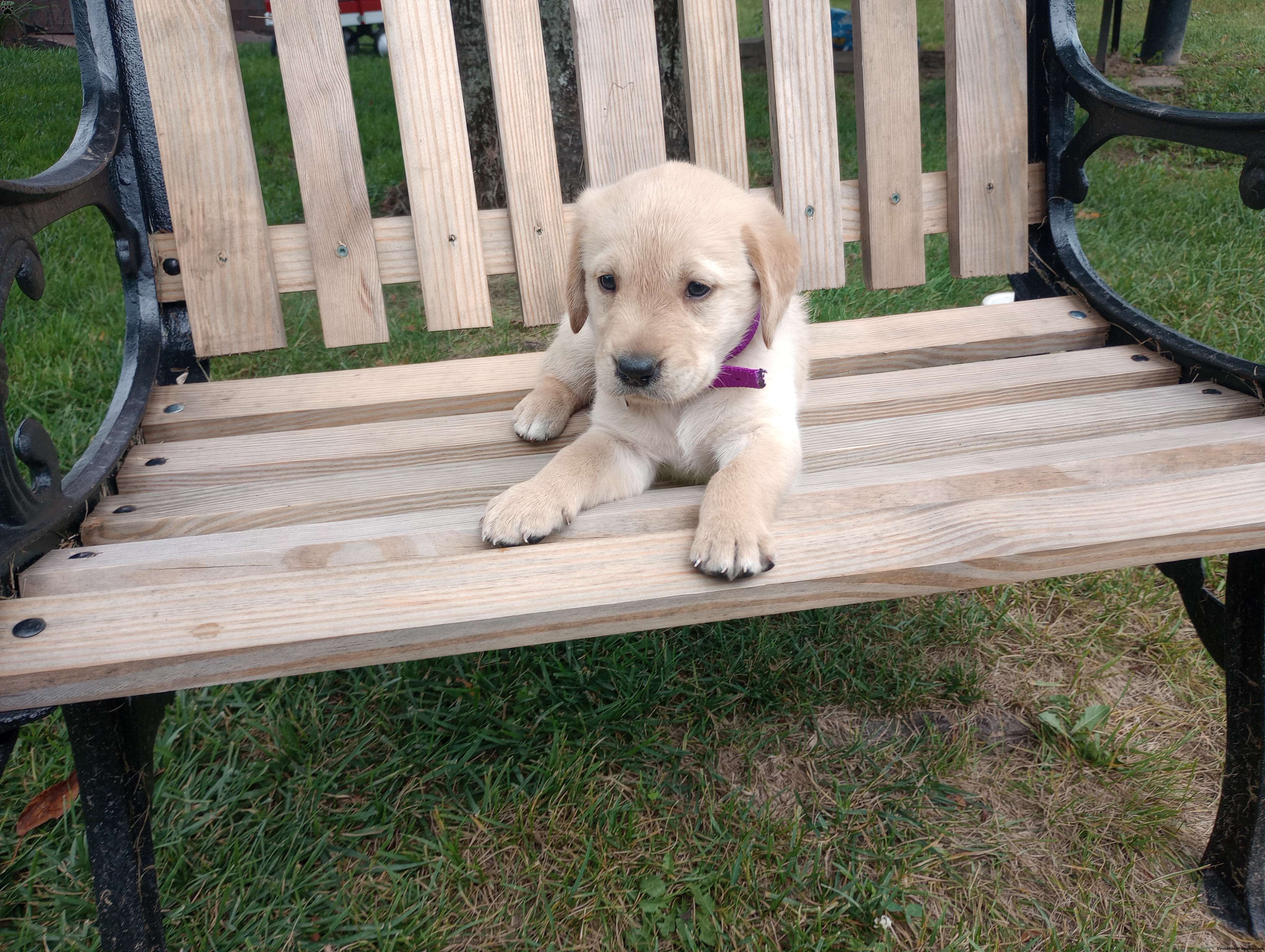 Bell - Golden Labrador Puppy For Sale in Pennsylvania