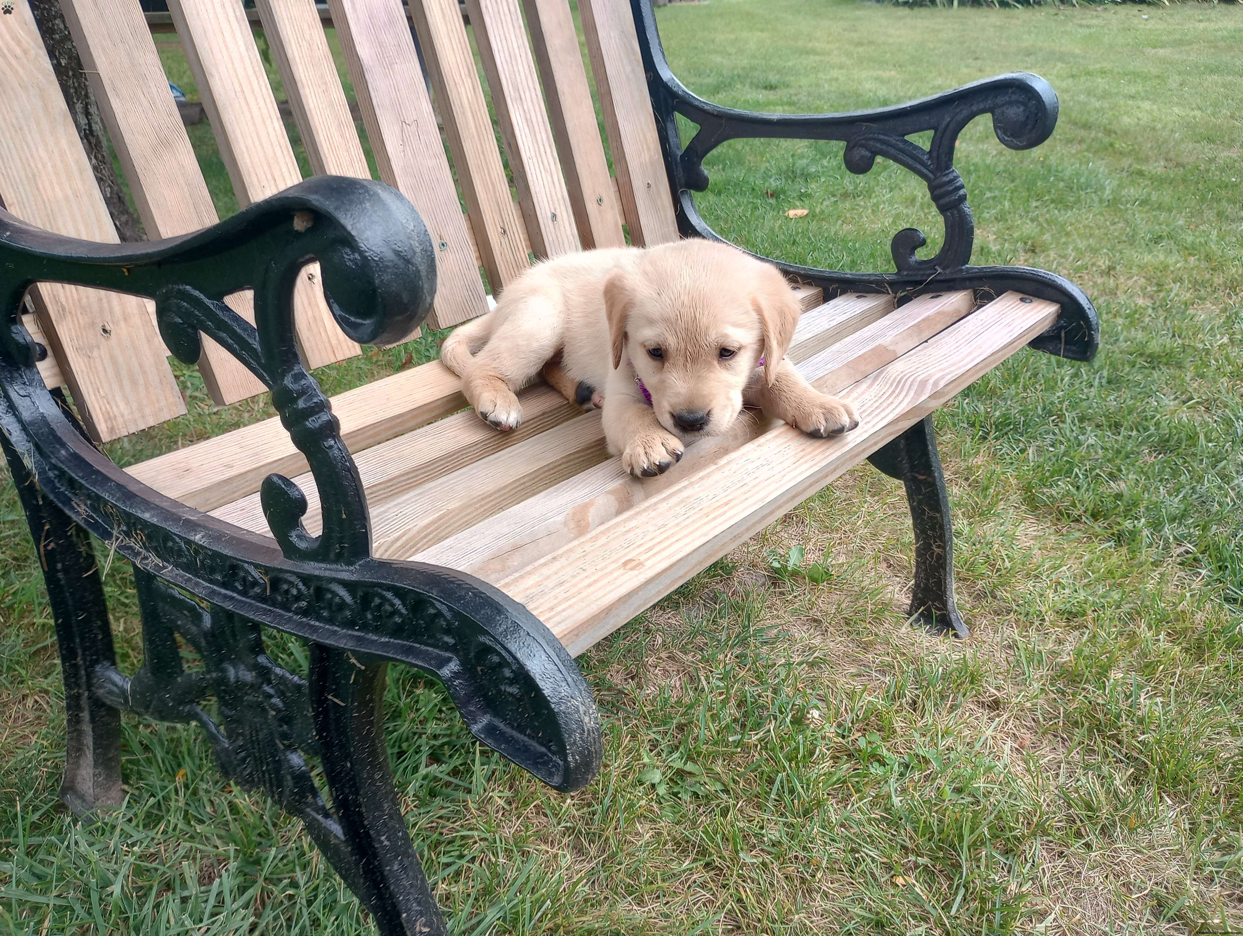 Bell - Golden Labrador Puppy For Sale in Pennsylvania