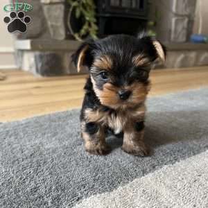 Yorkshire Terrier Puppies for Sale - Greenfield Puppies